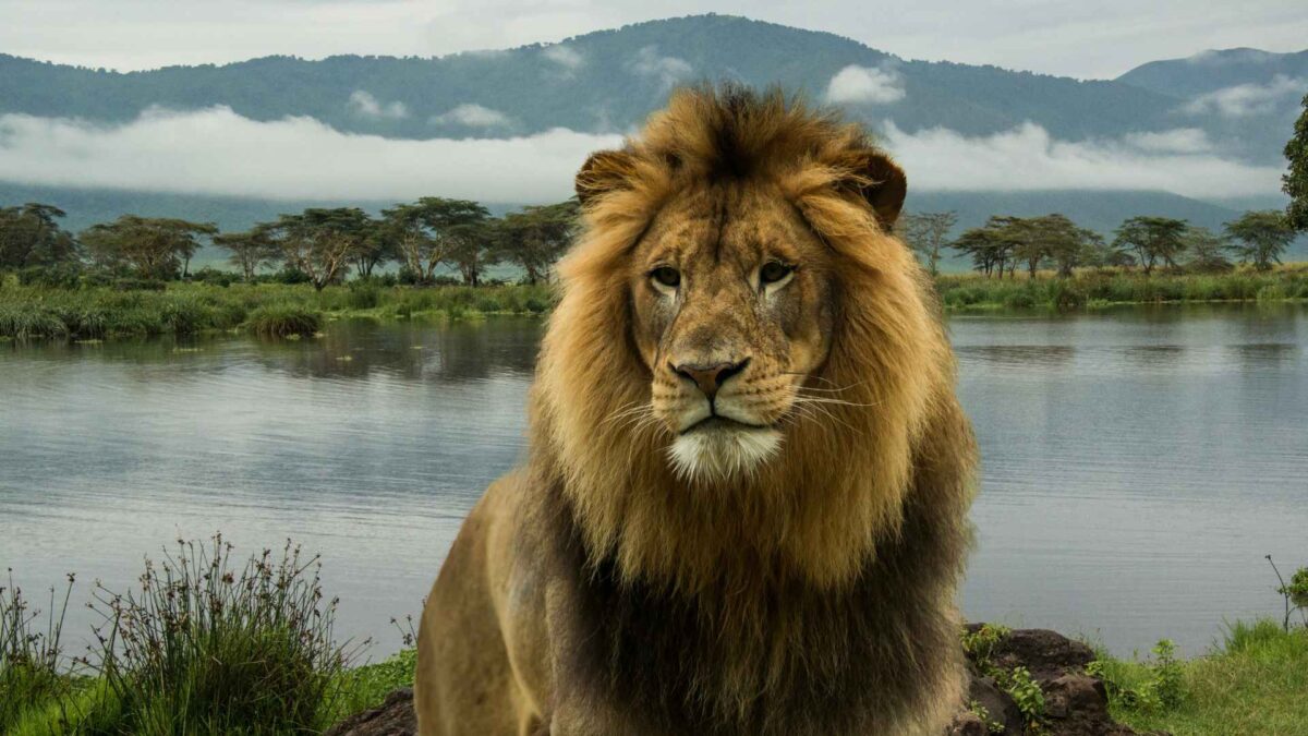 145 Lion Puns That Will Make You Roar