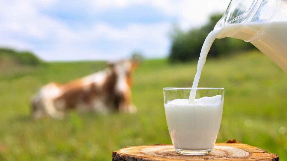 145 Milk Puns That Will Make You Udder
