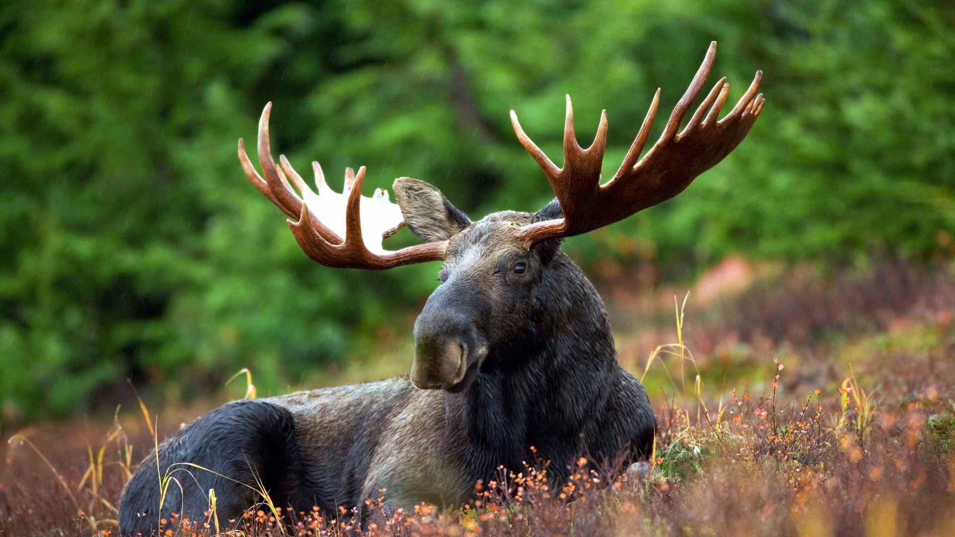 145 Moose Puns That Will Make You Smile