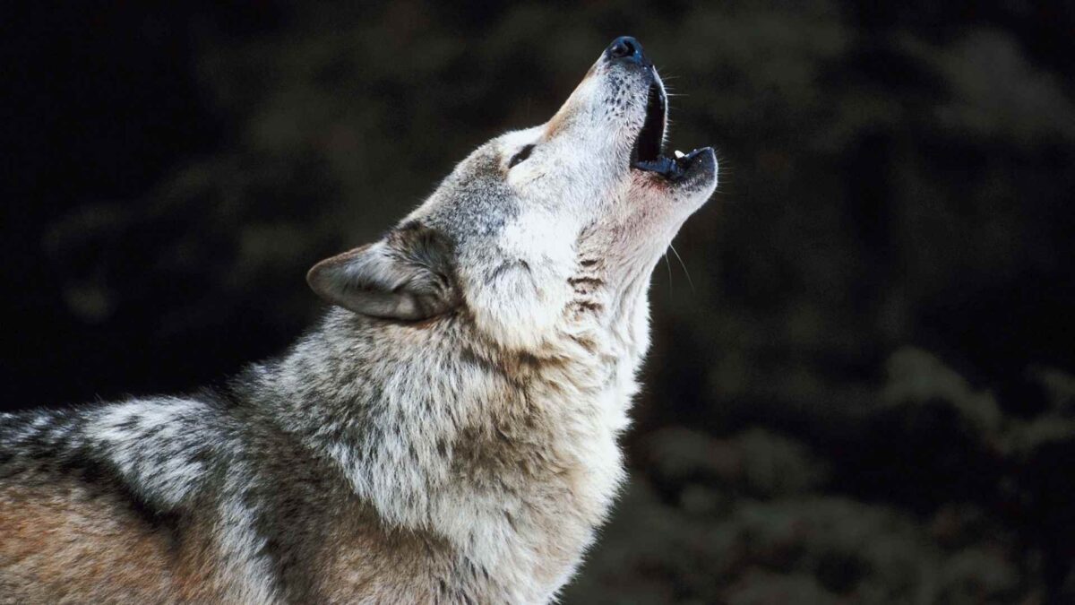 145 Wolf Puns That Will Have You Howling with Laughter