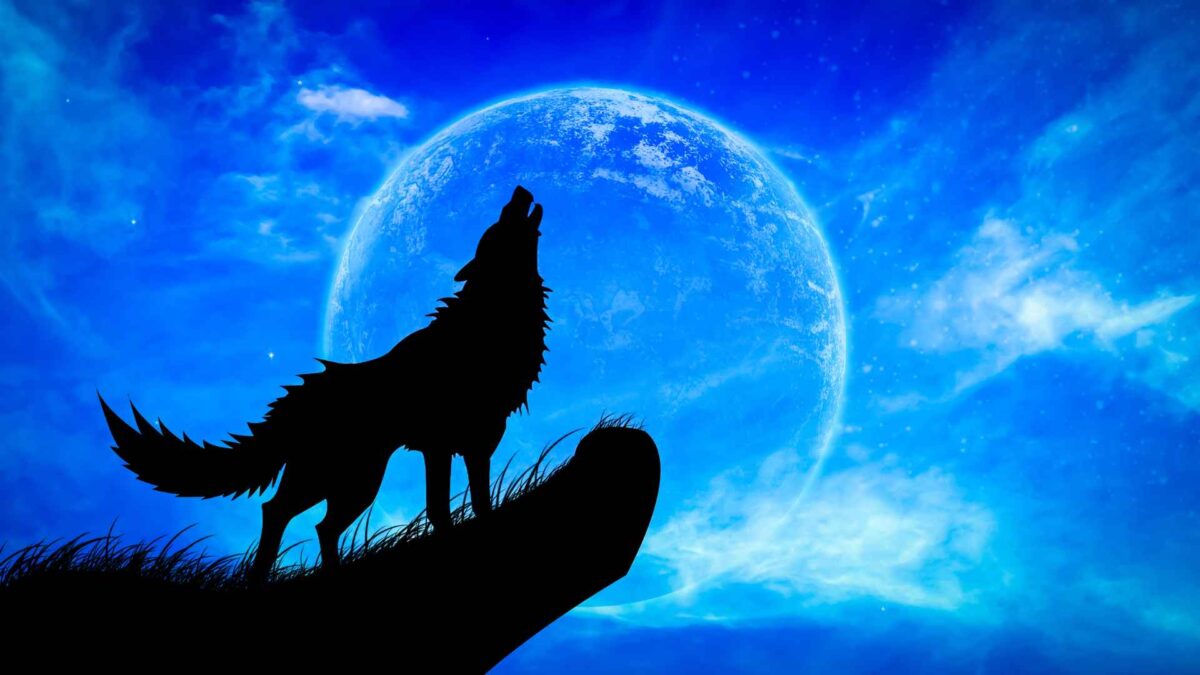 145 Wolf Puns That Will Have You Howling with Laughter