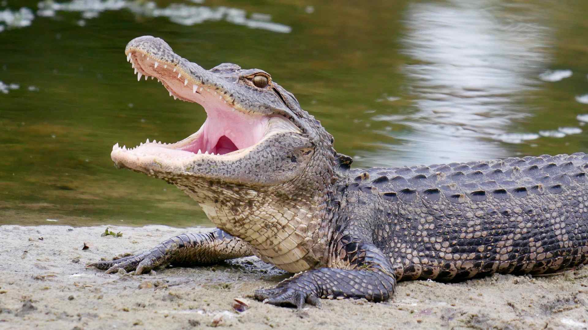 145 Alligator Puns That Will Make You Snap