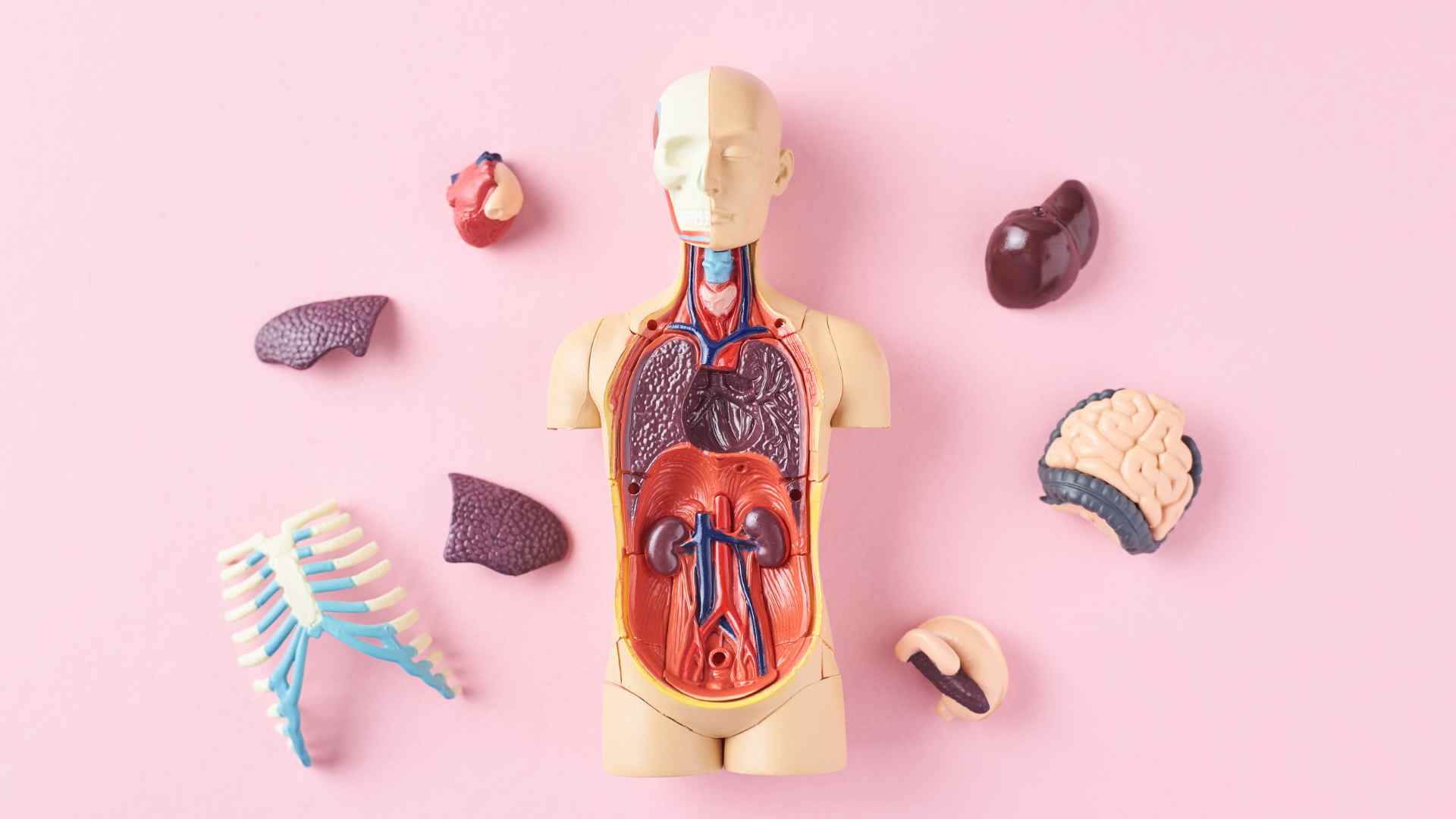 145 Anatomy Puns That Will Make You Laugh