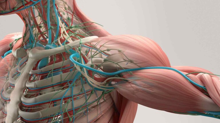 145 Anatomy Puns That Will Make You Laugh