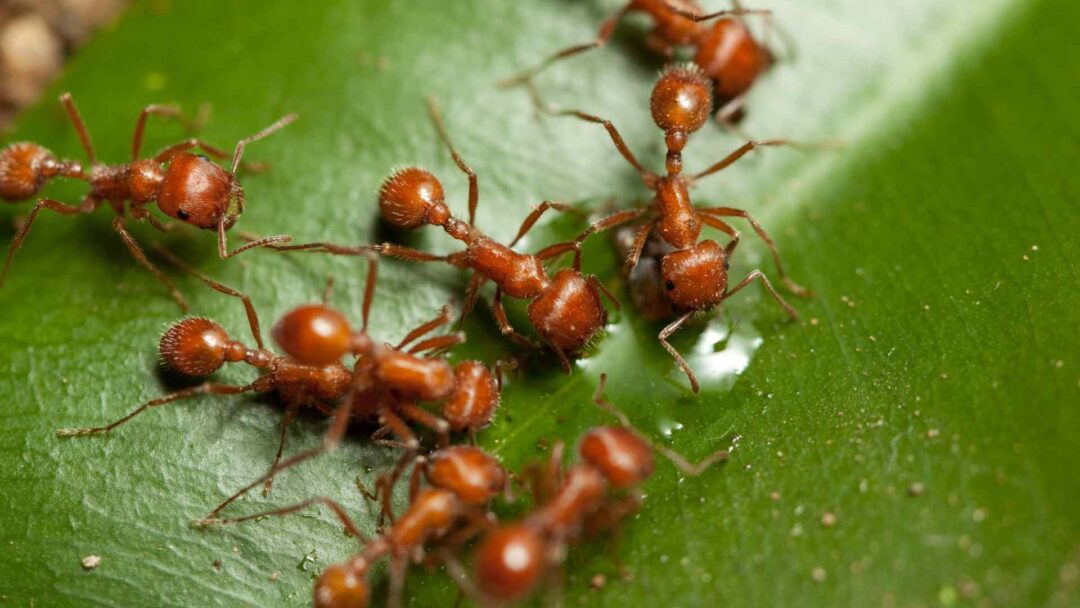 145 Ant Puns That Will Crawl Right Into Your Heart