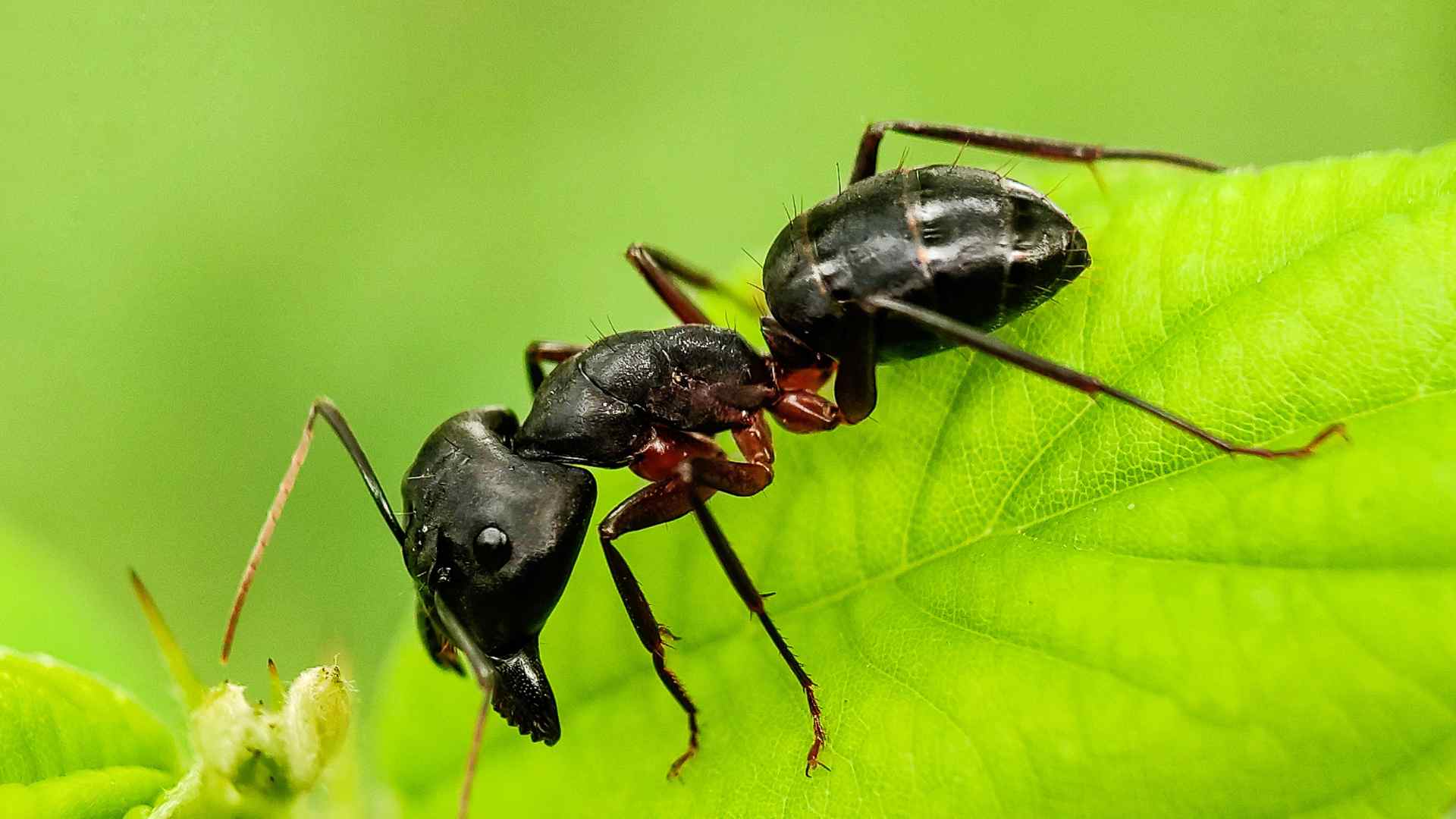 145 Ant Puns That Will Crawl Right Into Your Heart