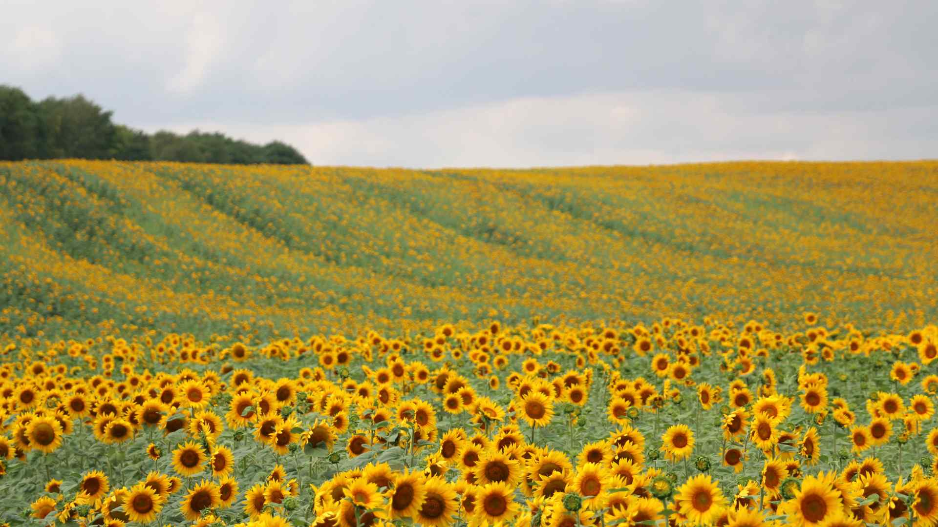 145 August Puns That Will Make Your Summer Sizzle