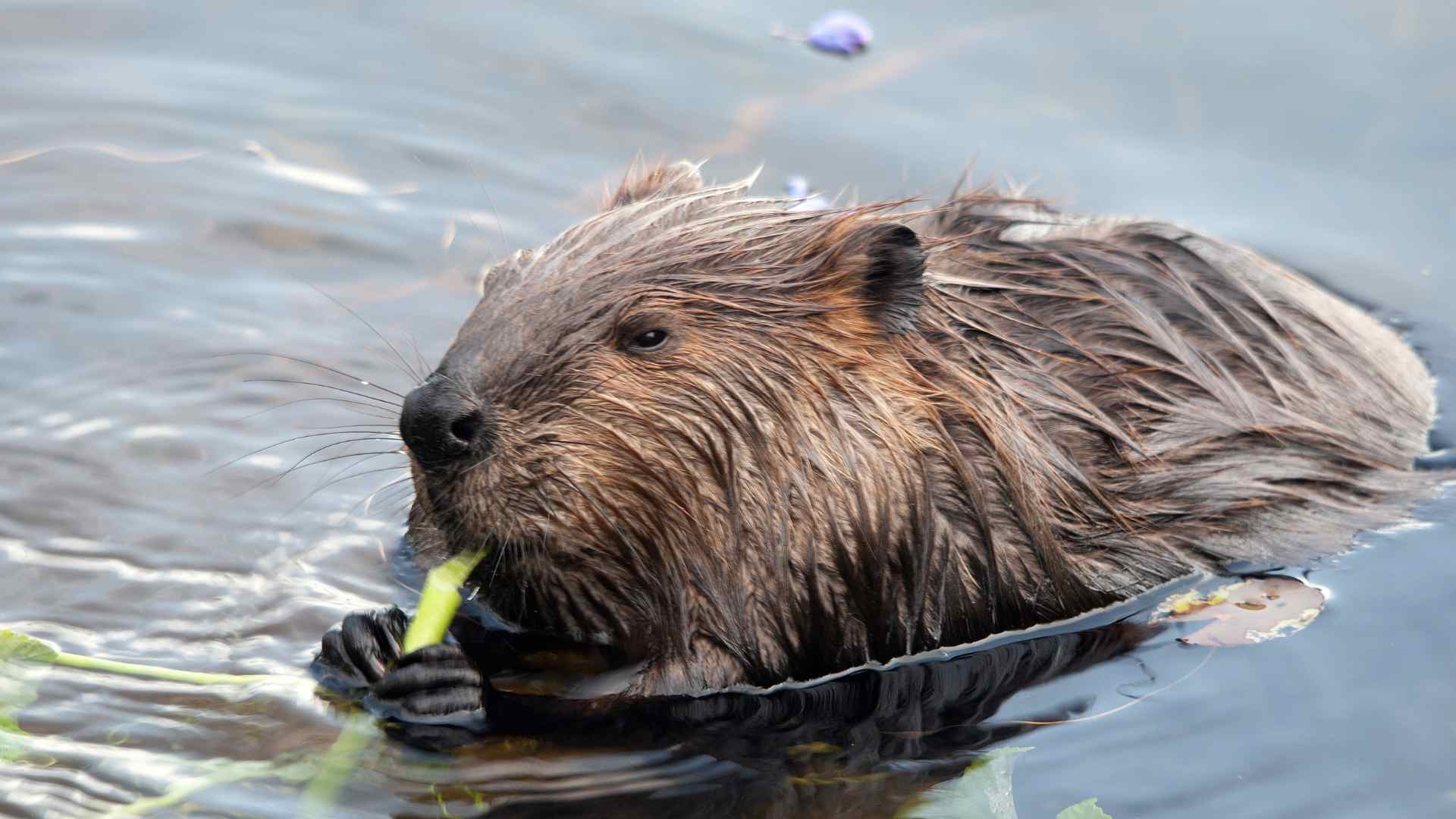 145 Beaver Puns That Will Make You Chuckle All Day Long