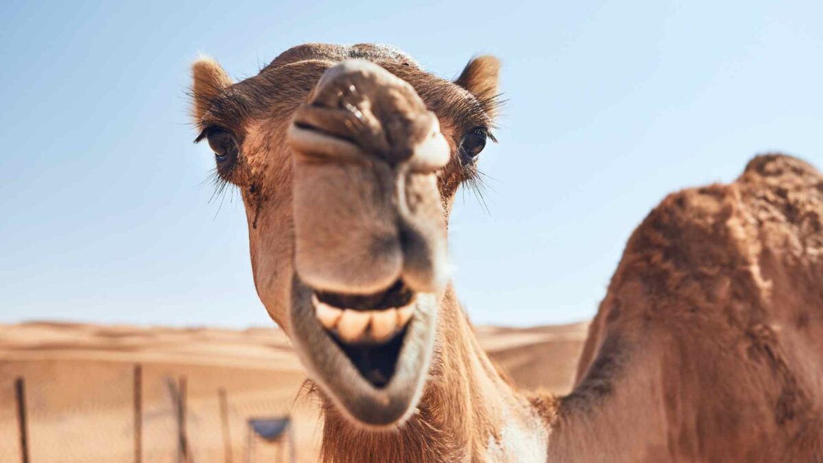 145 Funny Name Puns That Will Make You Laugh