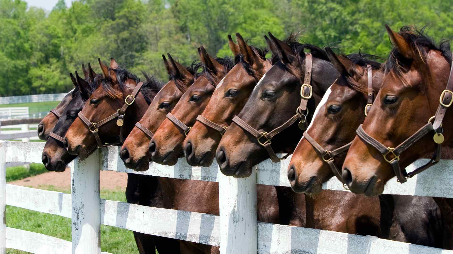 145 Kentucky Puns That Will Make You Gallop