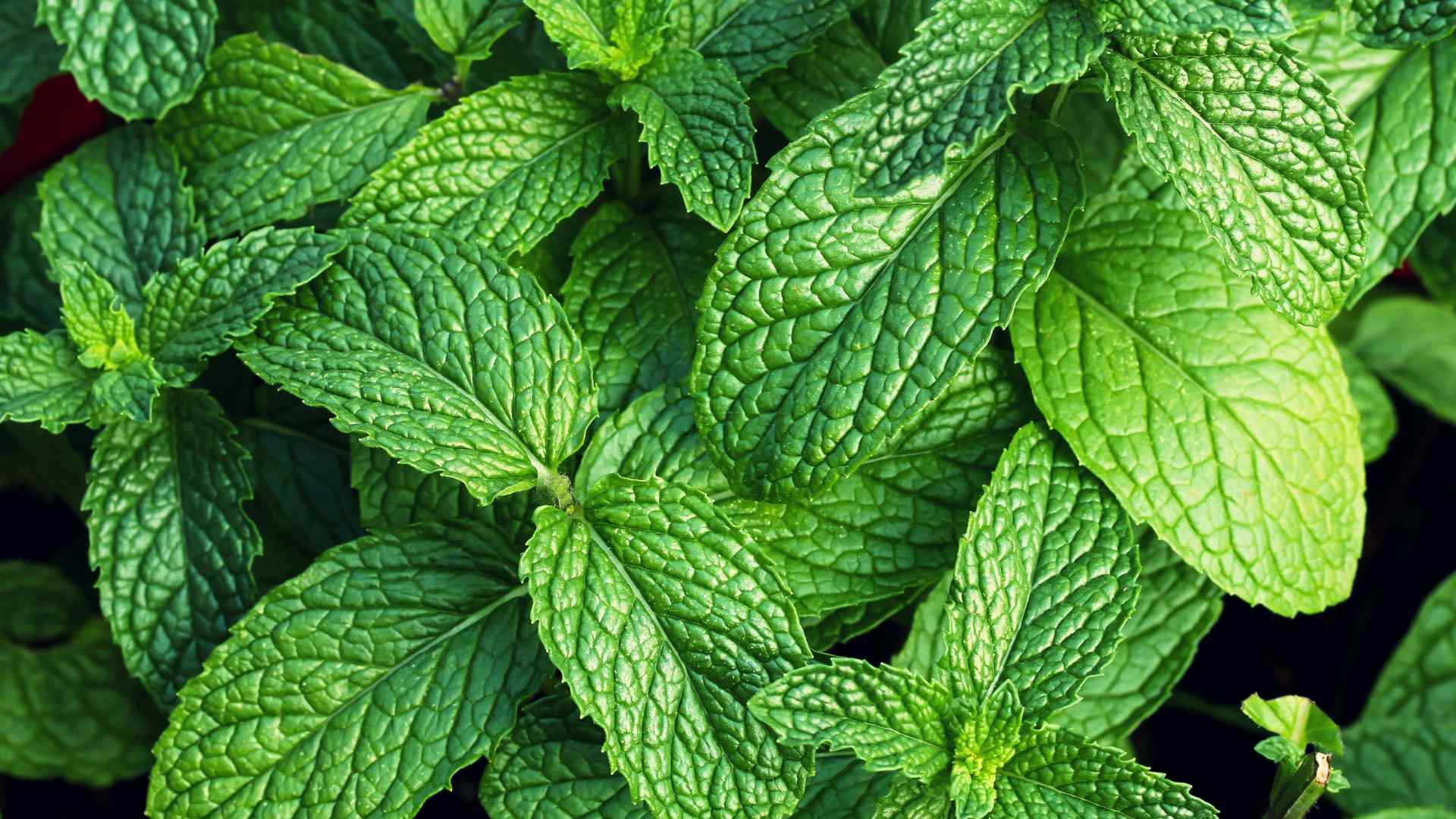 145 Mint Puns That Will Freshen Up Your Day