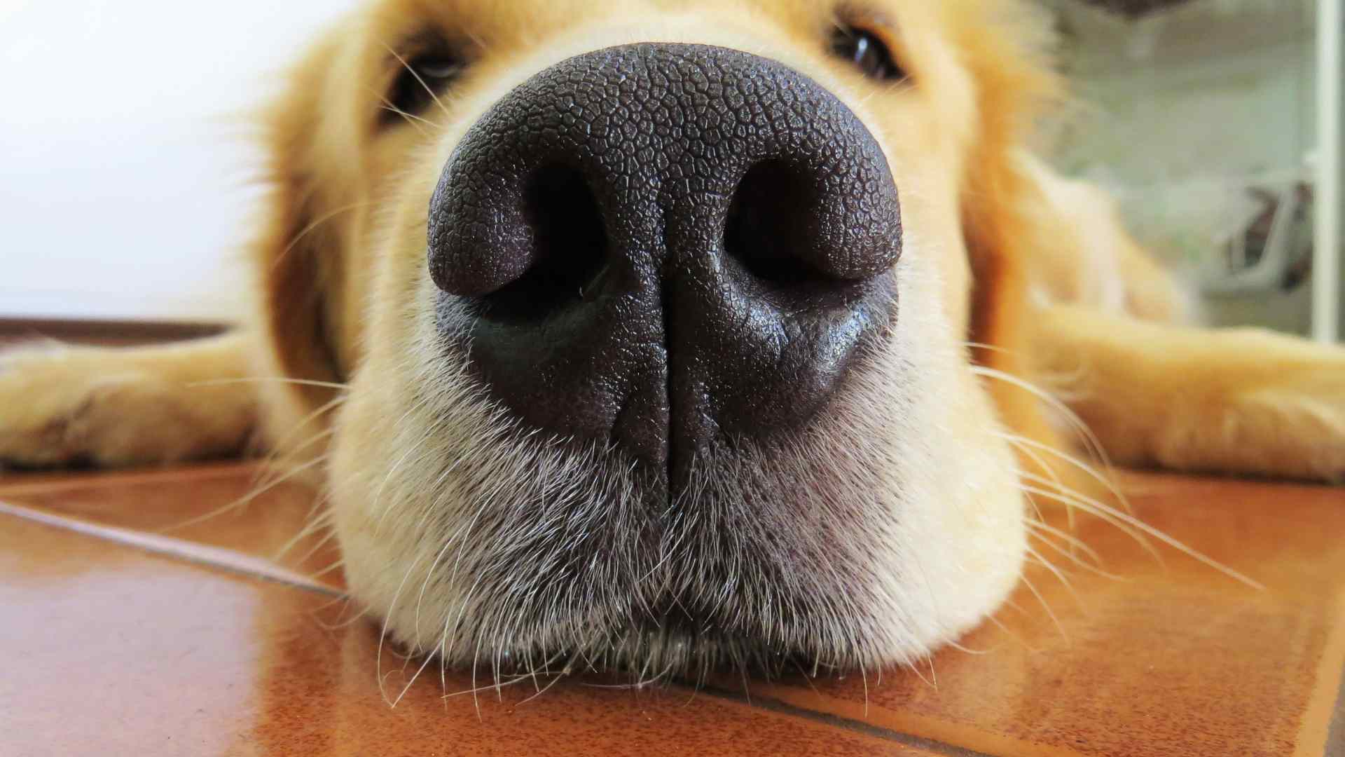 145 Nose Puns That Will Make You Sniffle