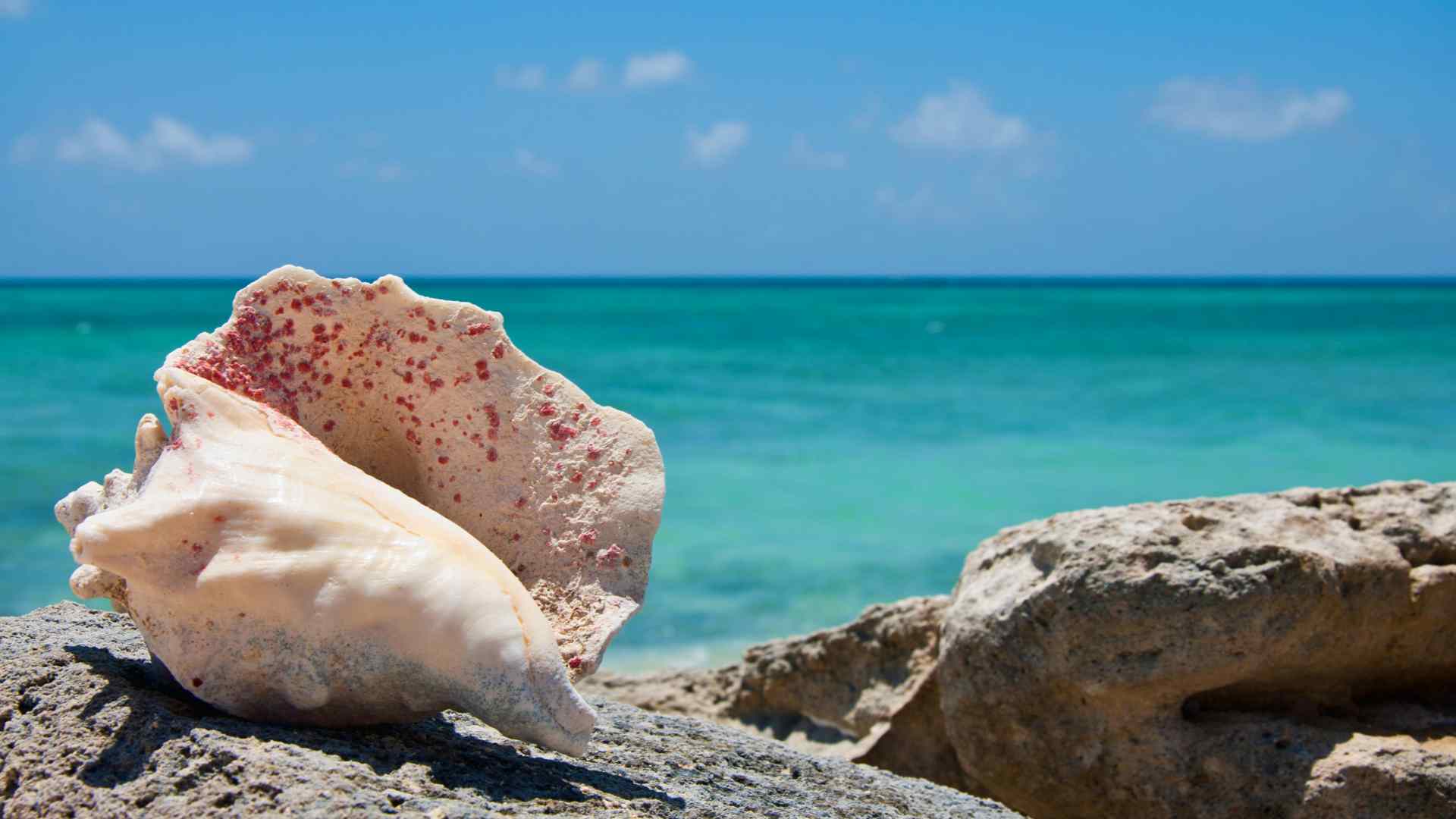 145 Shell Puns That Will Crack You Up