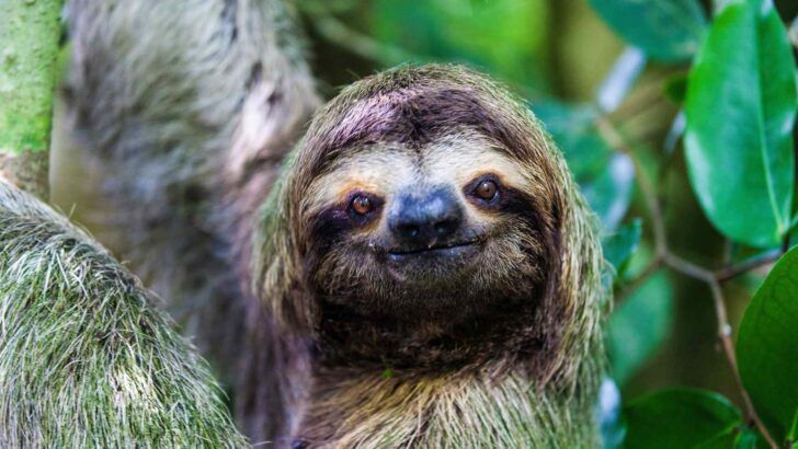 145 Sloth Puns That Will Make You Laugh… Slowly