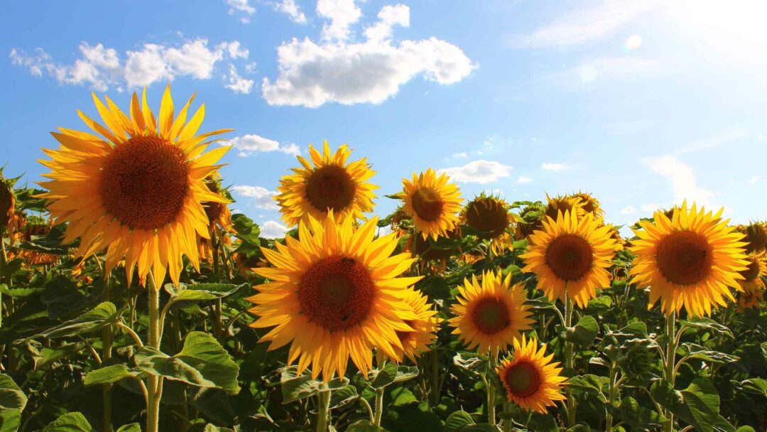 145 Sunflower Puns That Will Brighten Your Day