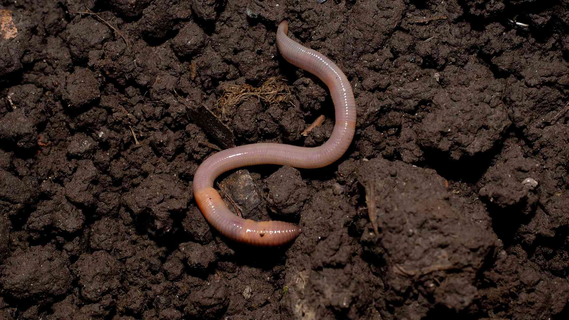 145 Worm Puns That Will Wiggle Your Heart