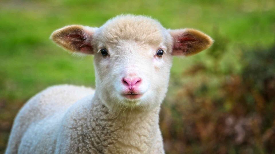 145 Sleep Puns That Will Have You Snoozing and Laughing