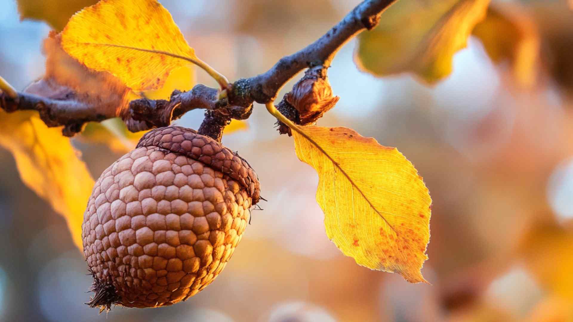 315 Best Acorn Puns: Funny One-Liners & Cute Captions